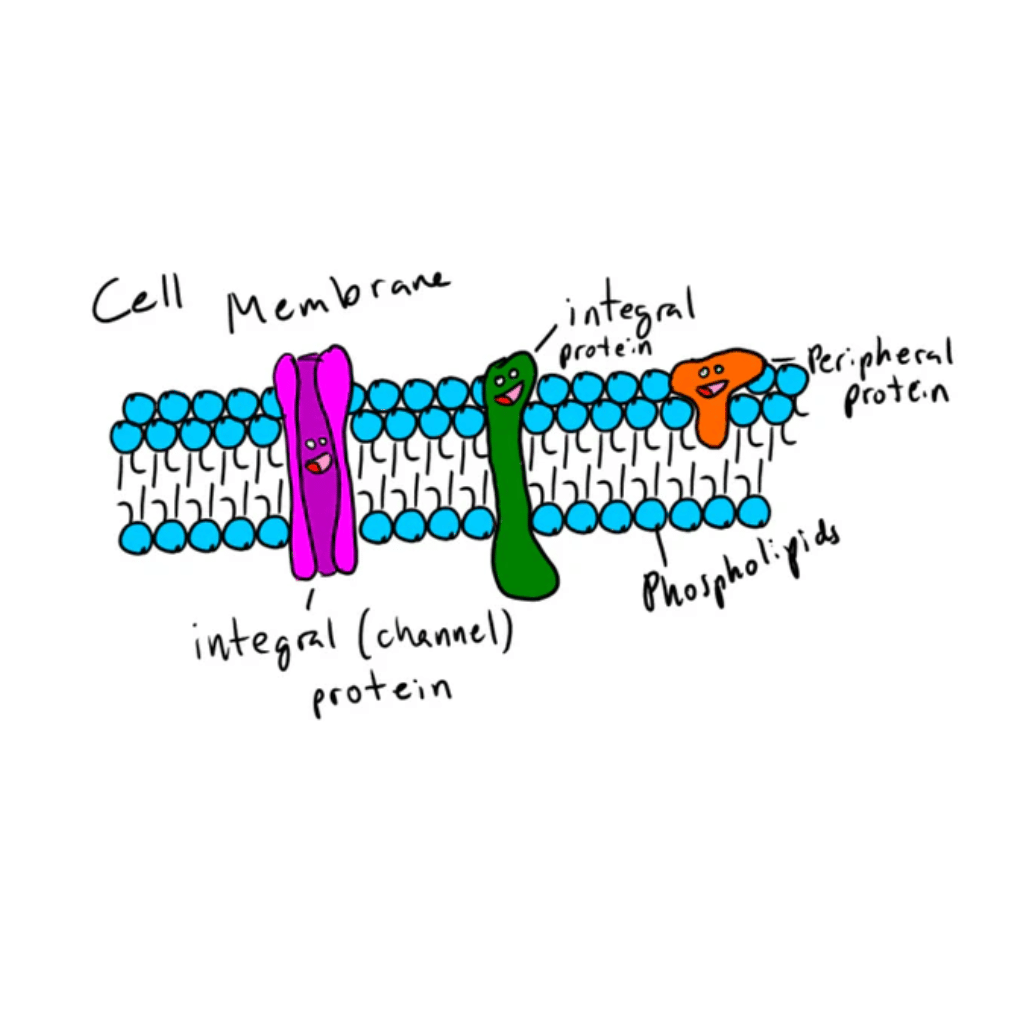 Choline Brain Food - Lifetropics